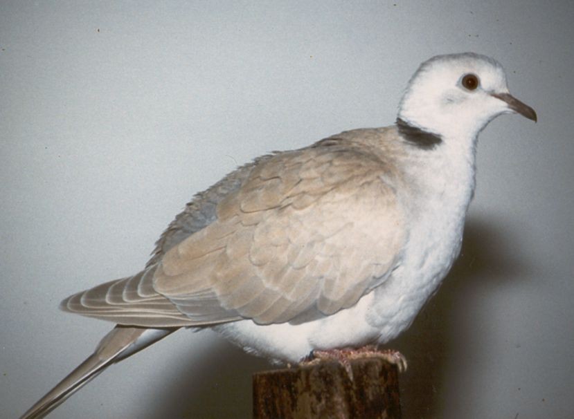 gzv oettingen - Ziergeflügel