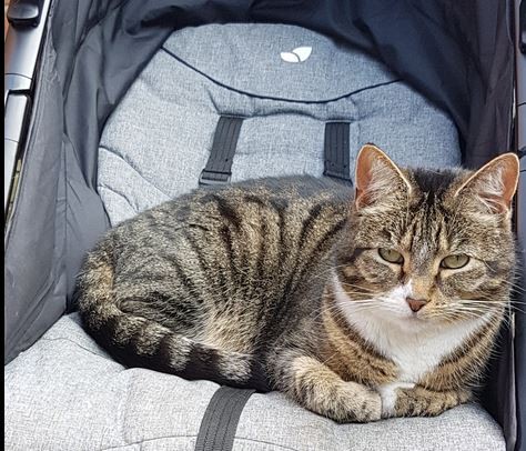 Home [www.tierschutzverein-rendsburg.de]